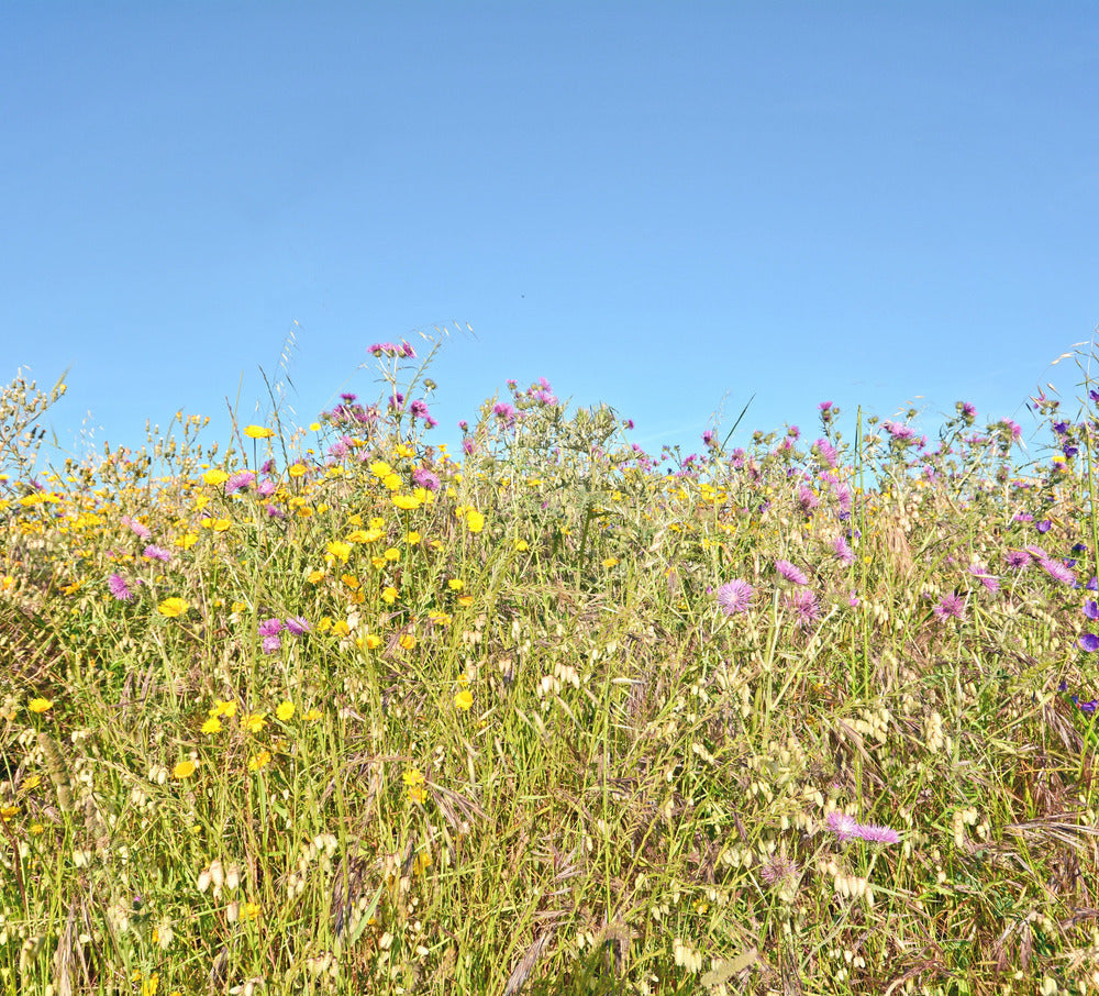 Natural Skincare Solutions to Support Hayfever Symptoms — Napiers