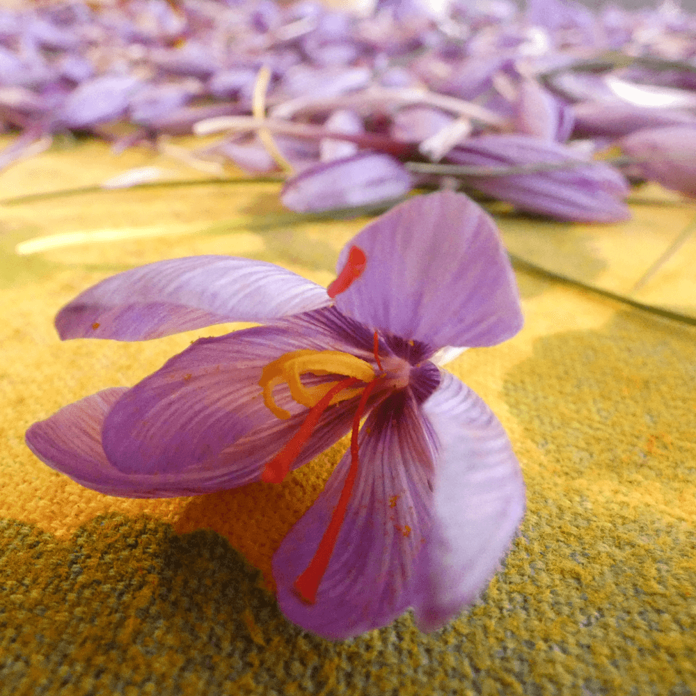 Saffron for Emotional Balance Across the Menstrual Cycle — Napiers