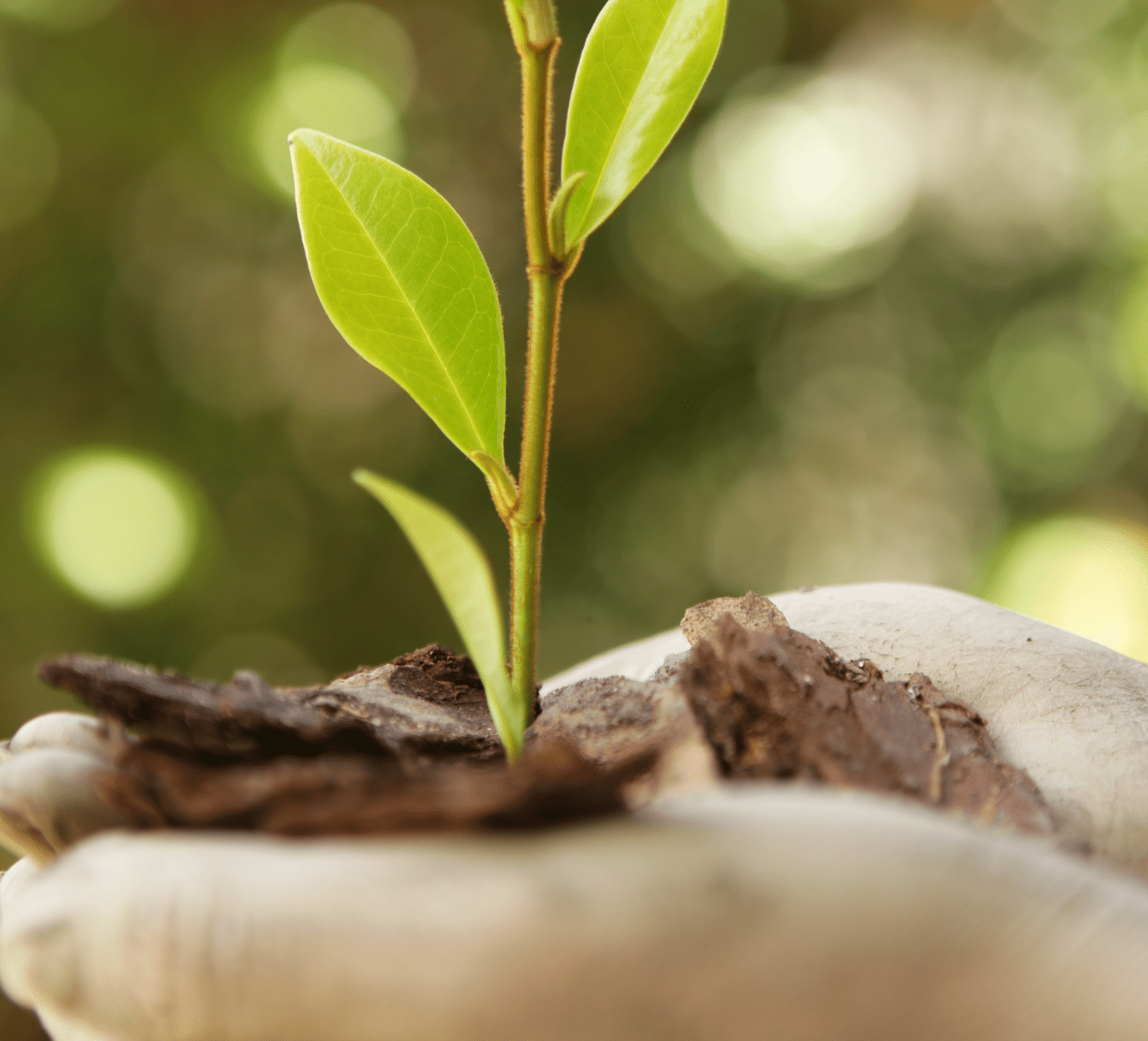 Fresh Start, Fresh Approach — Napiers