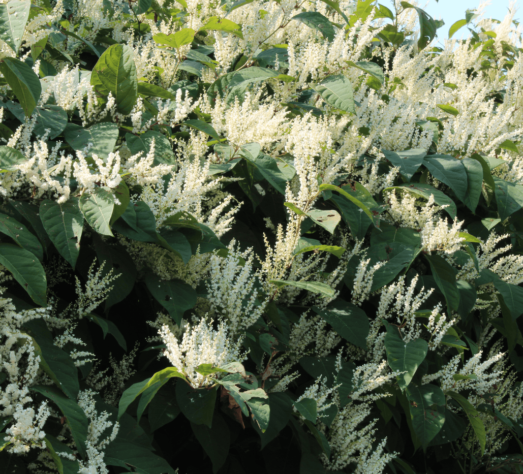 Buhner Protocol — Napiers