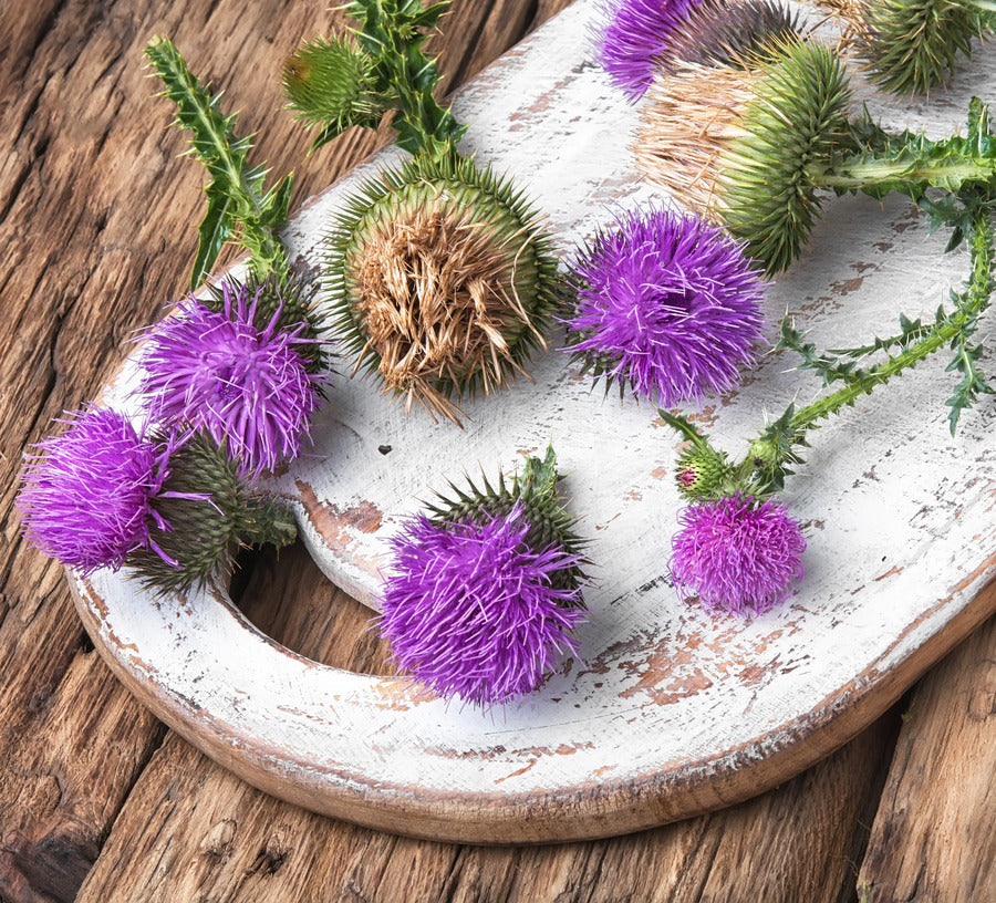 Unveiling the Potential of Milk Thistle for Liver Health — Napiers