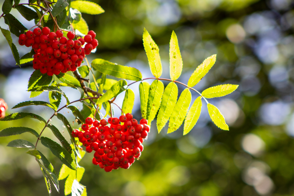 The Rowan Tree: A Scottish Heritage and Skincare Gem — Napiers