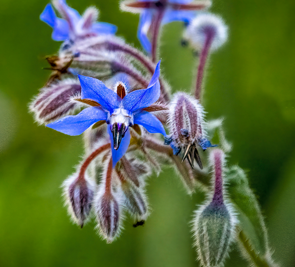 The Science Behind Starflower — Napiers