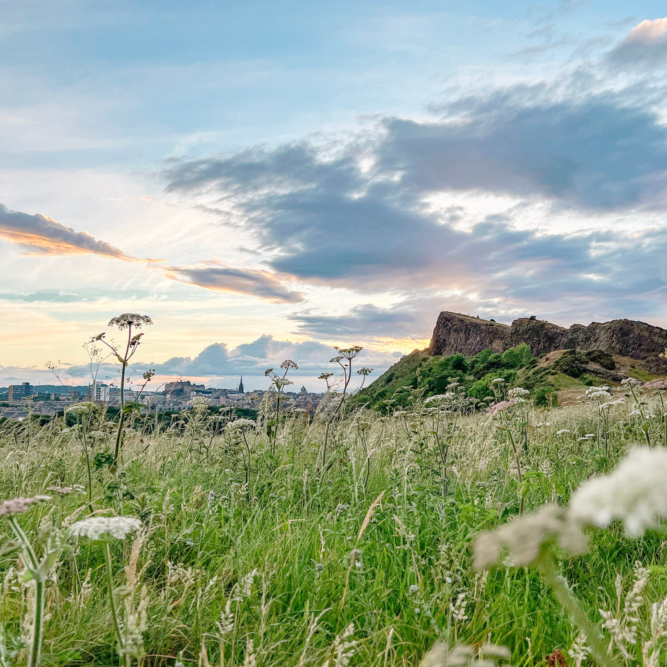 Napiers Foraging Tour